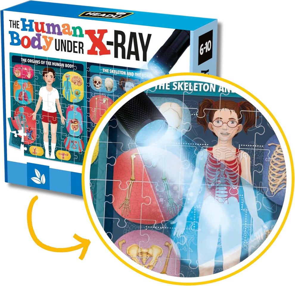 Human Body Under X-Ray – Learning Express Toys & Gifts - Newton MA